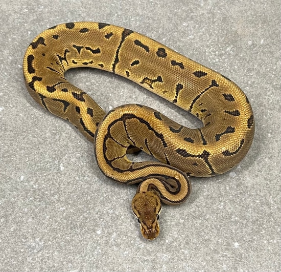 Leopard Pinstripe Het Lavender Albino Ball Python by Snakenstein ...