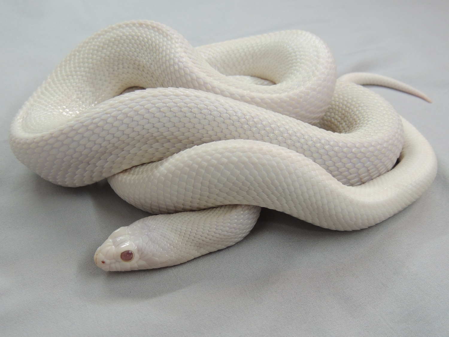 Blizzard Sonoran Gopher 66% Het Meeker Gopher Snake by The Snake ...