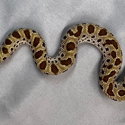 The Snake Paradox - MorphMarket