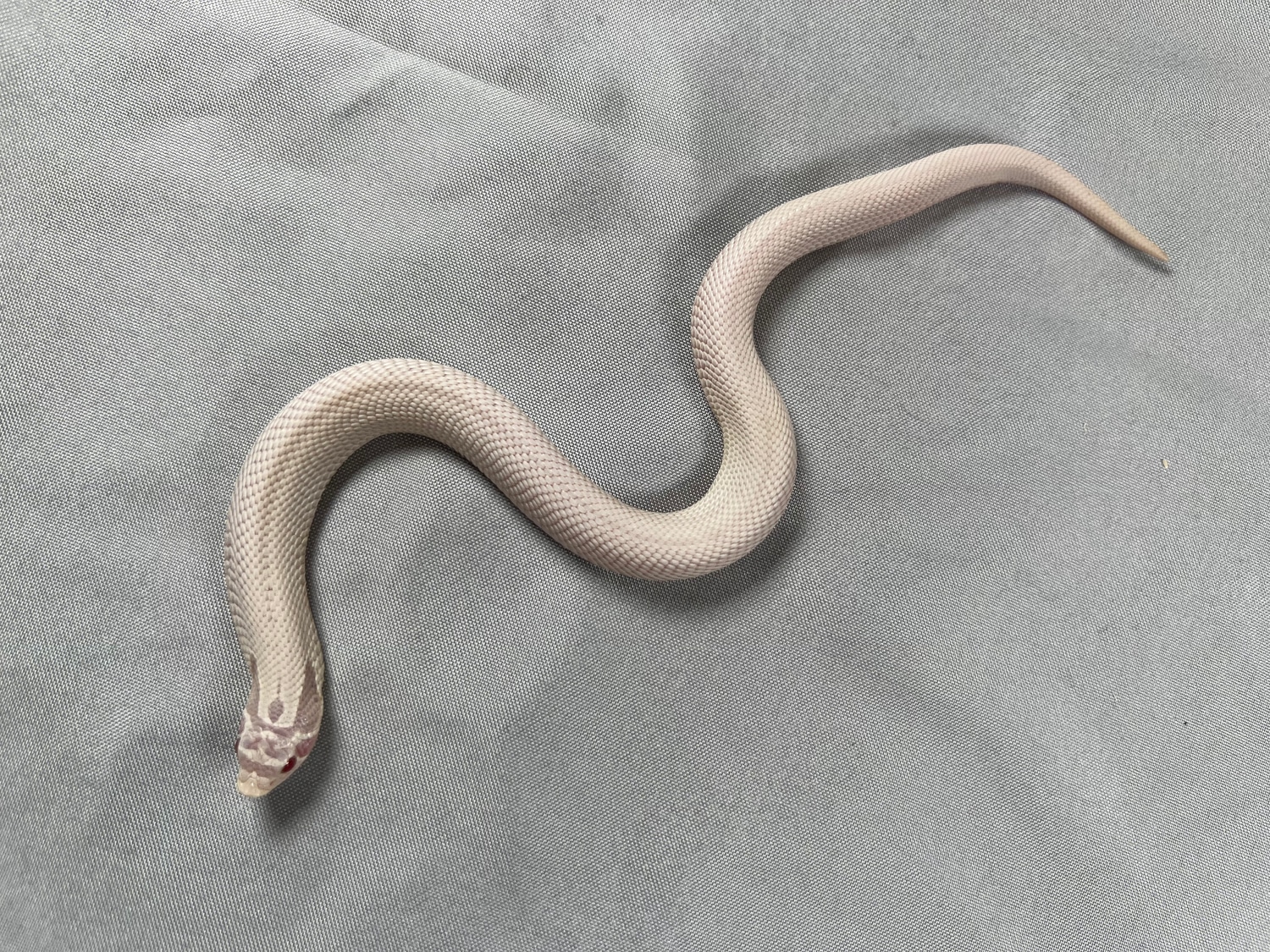 Snow Super Anaconda; 50% Het Toffee Belly Western Hognose by The Snake ...