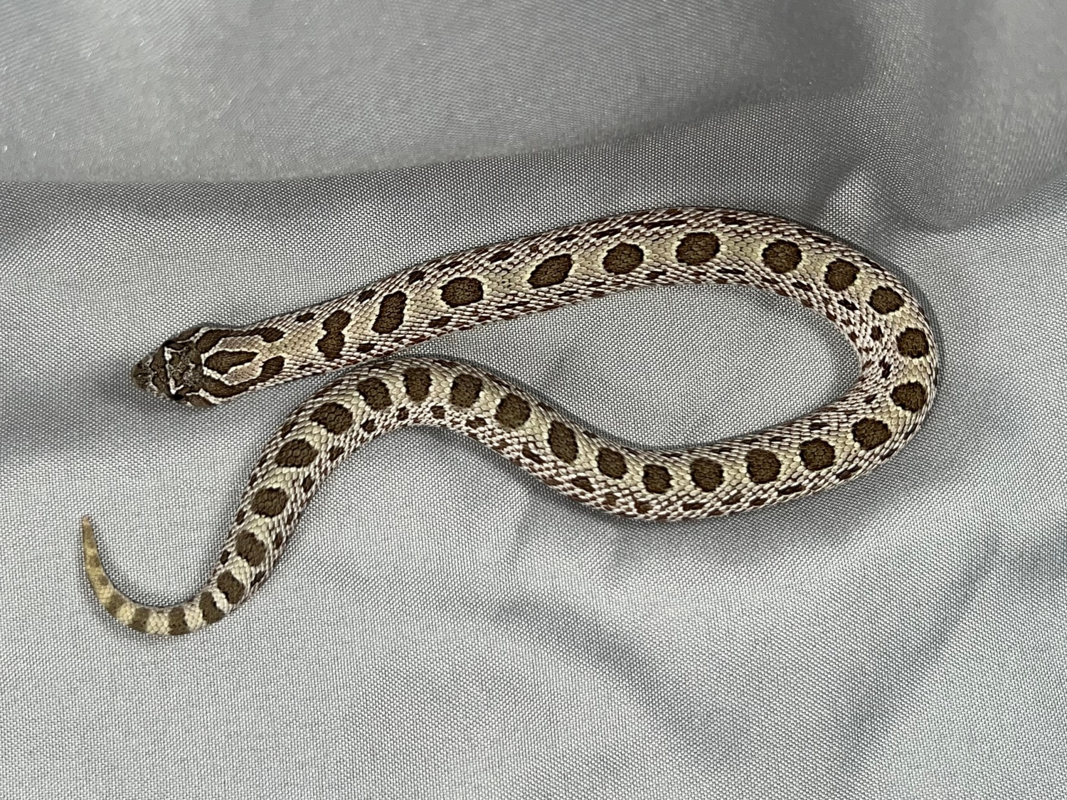 Arctic Conda 100% Het Toffee 50% Het Axanthic Western Hognose by The ...