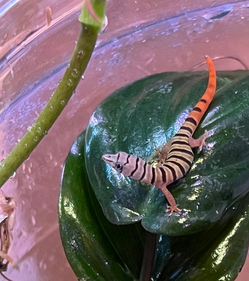 Ashy Gecko (Sphaerodactylus Elegans) More Gecko by The Snake Paradox