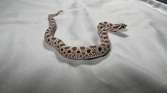 Arctic Conda Het Toffee Belly 50% Het Axanthic Western Hognose by The ...