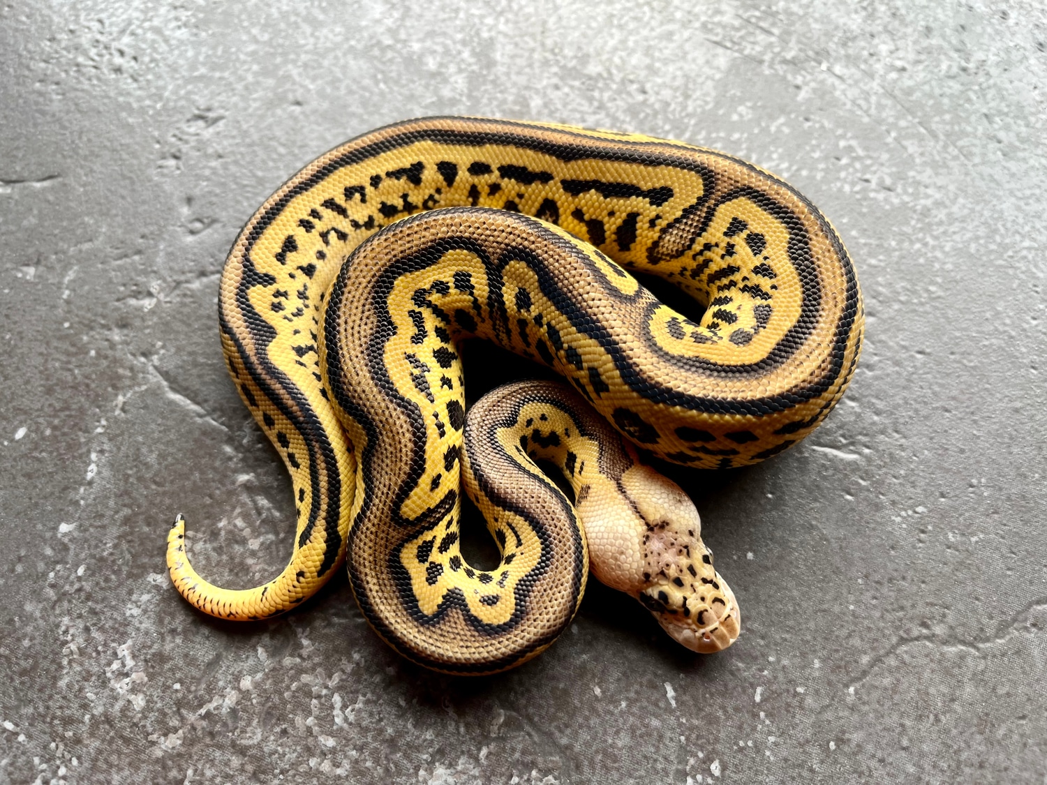 Pastel Leopard Clown Ball Python by Snakepit Germany - MorphMarket