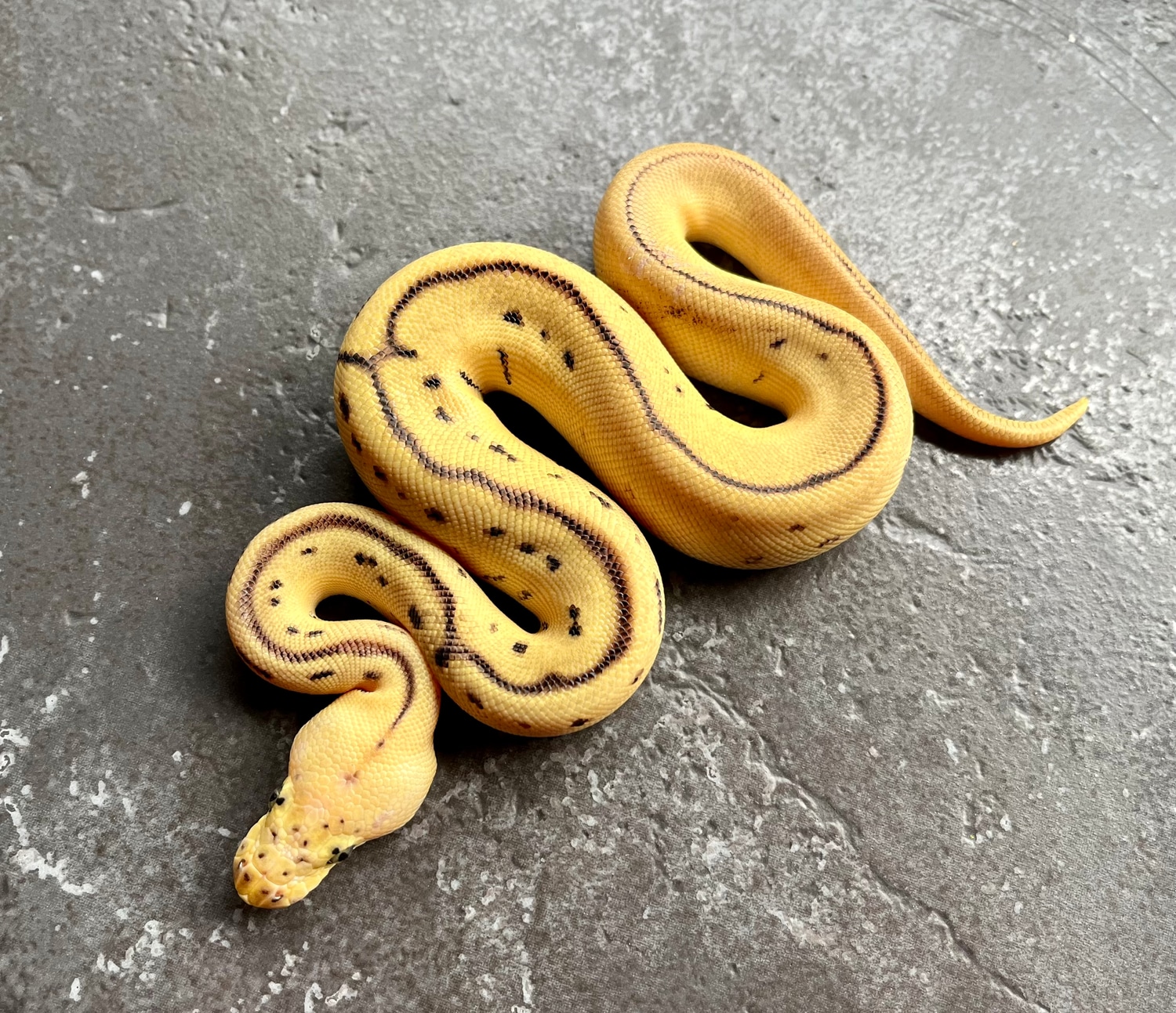 Bumblebee Leopard Clown Ball Python by Snakepit Germany - MorphMarket