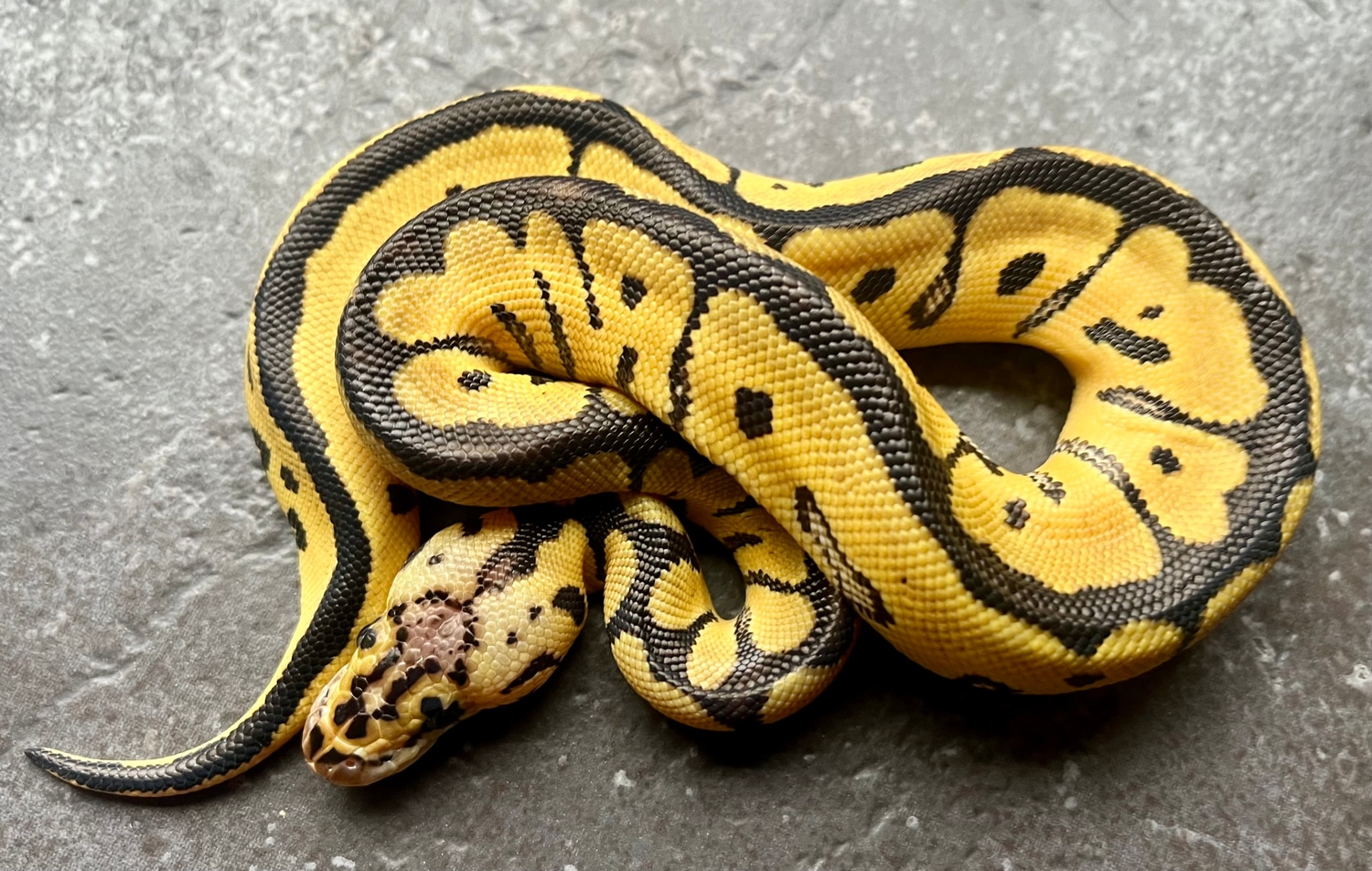 Pastel Leopard Clown Ball Python by Snakepit Germany - MorphMarket