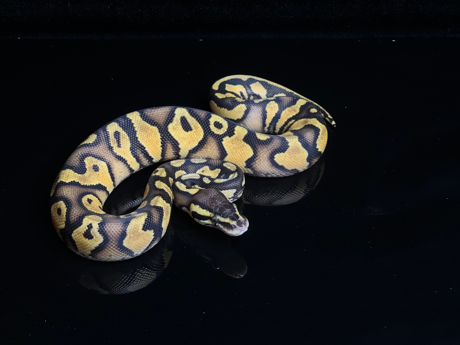Guaranteed Gravel Pastel Ball Python by Snake Ranch - MorphMarket