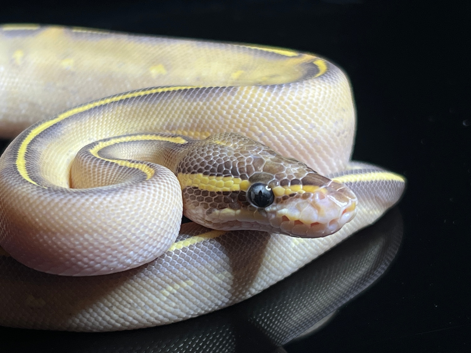 HIghway Ball Python by Snake Ranch - MorphMarket