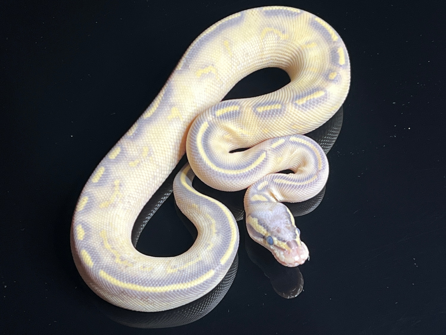 Phantom Pastel Highway Ball Python by Snake Ranch - MorphMarket