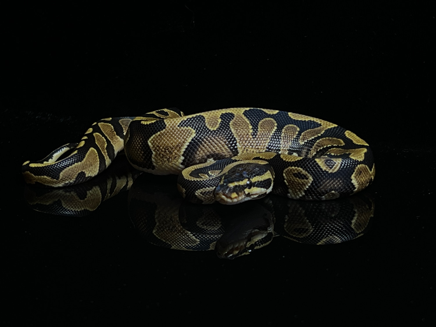 Asphalt Or Gravel Ball Python by Snake Ranch - MorphMarket