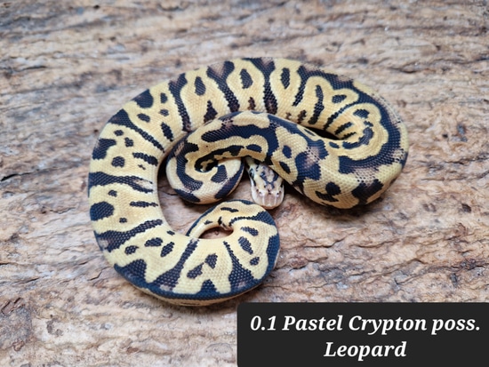 Pastel Crypton Poss. Leopard Ball Python by Snakeria