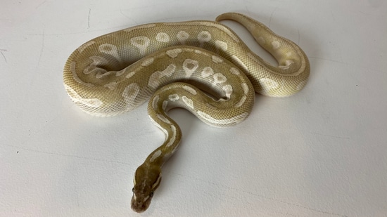 Crystal Ball Python by Johns Pythons