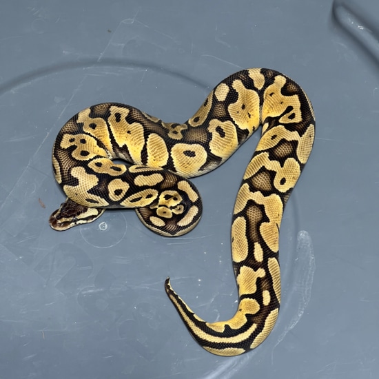 Pastel 100% Het Puzzle Ball Python by Johns Pythons