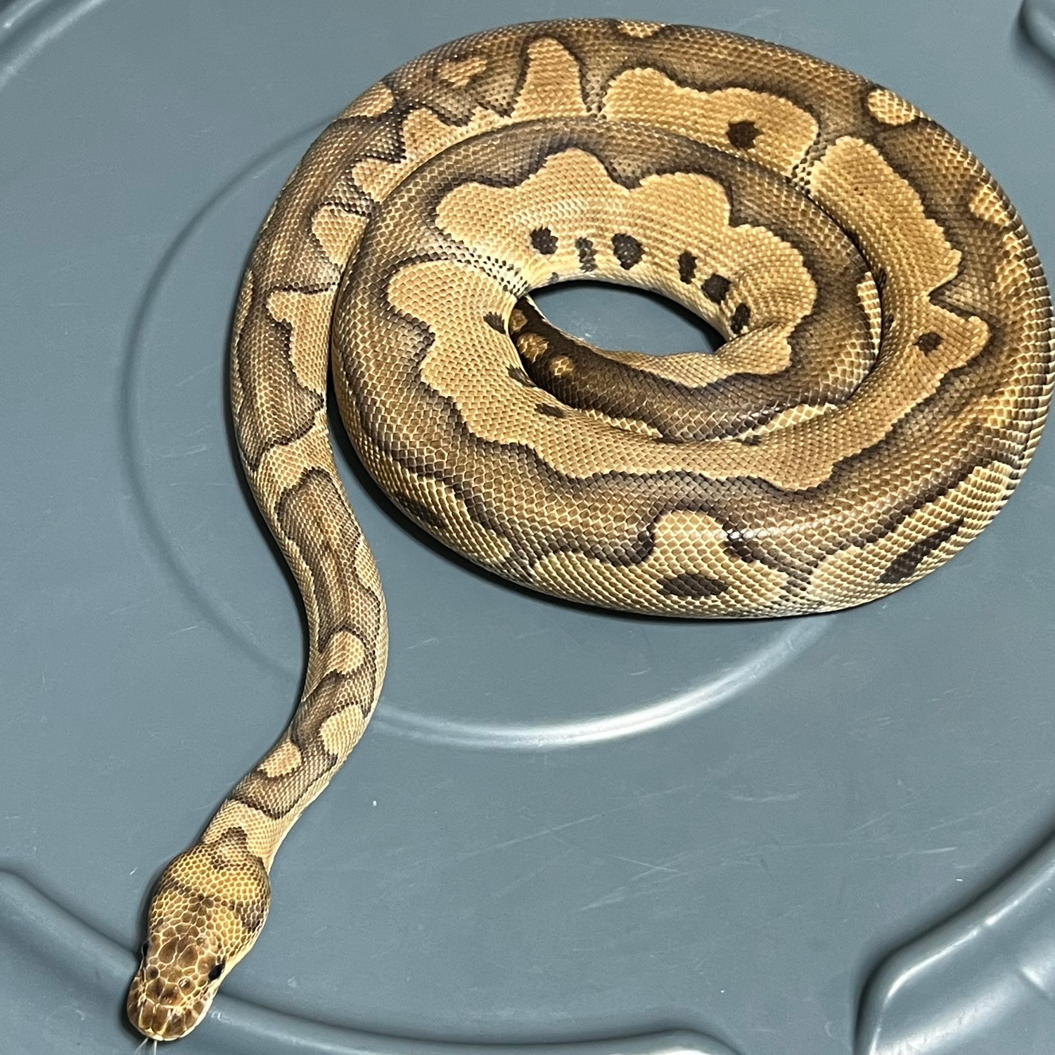 RTB Clown Ball Python by Johns Pythons - MorphMarket