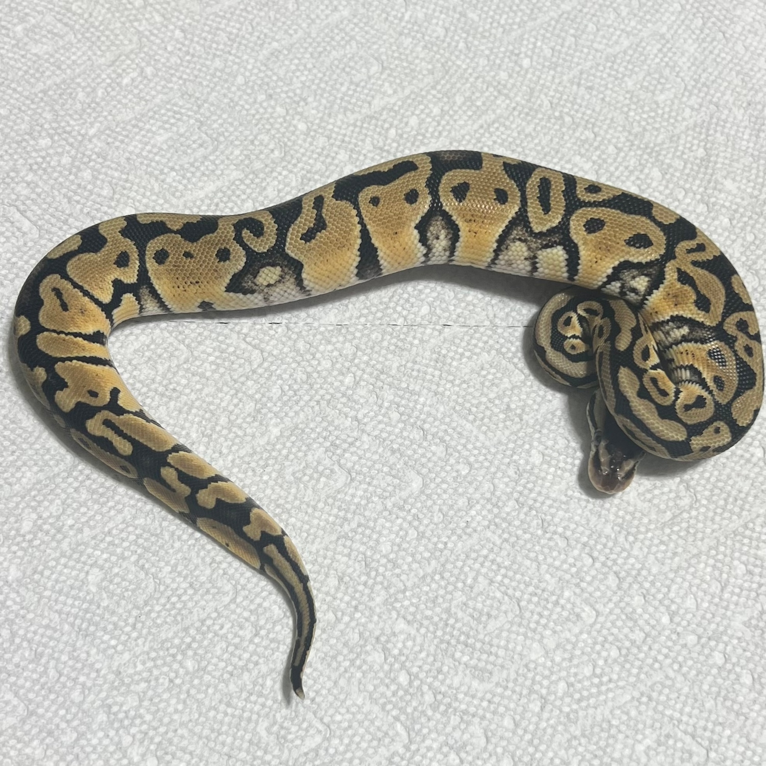 Double Het VPI Axanthic Clown - Pastel Ball Python by Johns Pythons ...