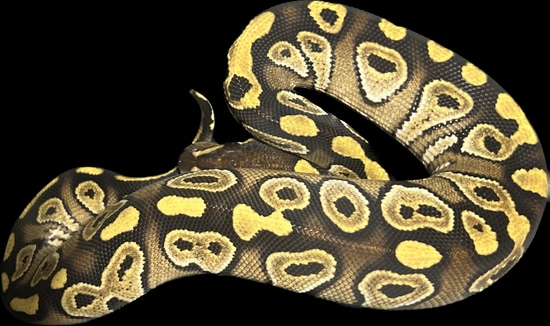 *SALE* Zuwadi Mojave Ball Python by Johns Pythons