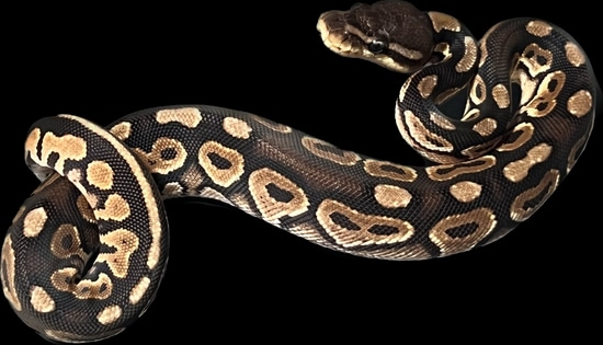 Cinnamon Het Puzzle Ball Python by Johns Pythons
