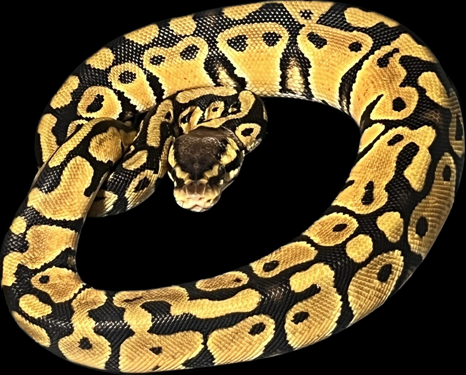 Pastel Het Clown Ball Python by Johns Pythons - MorphMarket