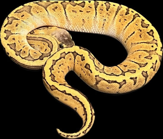Wookie Pastel Pin 50% Het Clown Ball Python by Johns Pythons