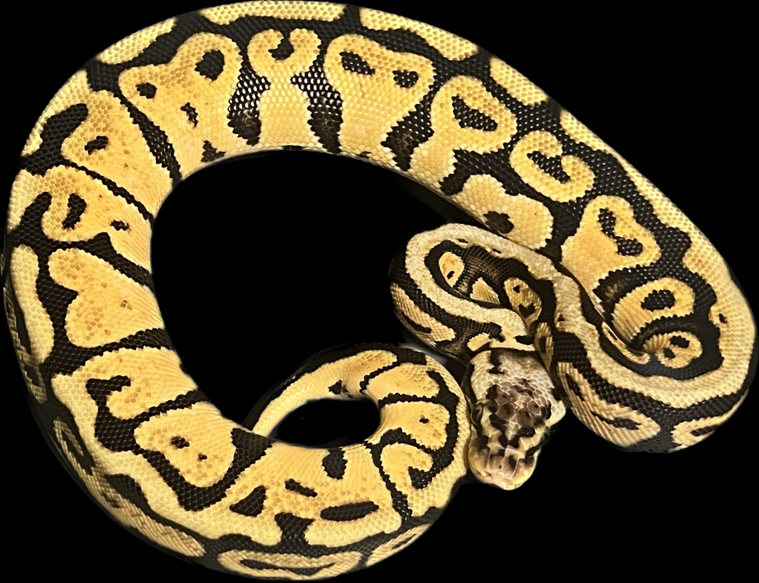 Spotnose Pastel Het Clown Ball Python by Johns Pythons - MorphMarket