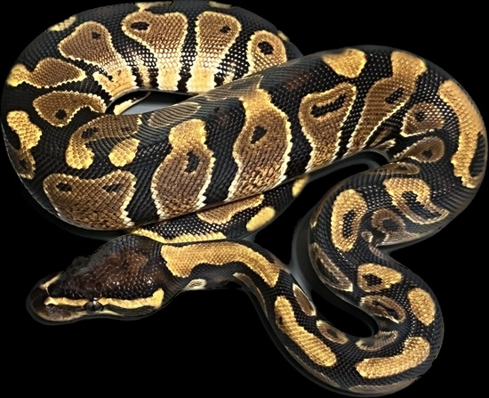 Yellow Belly Ball Python by Johns Pythons