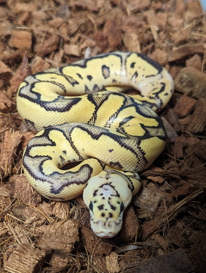 Super Pastel Clown Ball Python by Snakers Reptiles