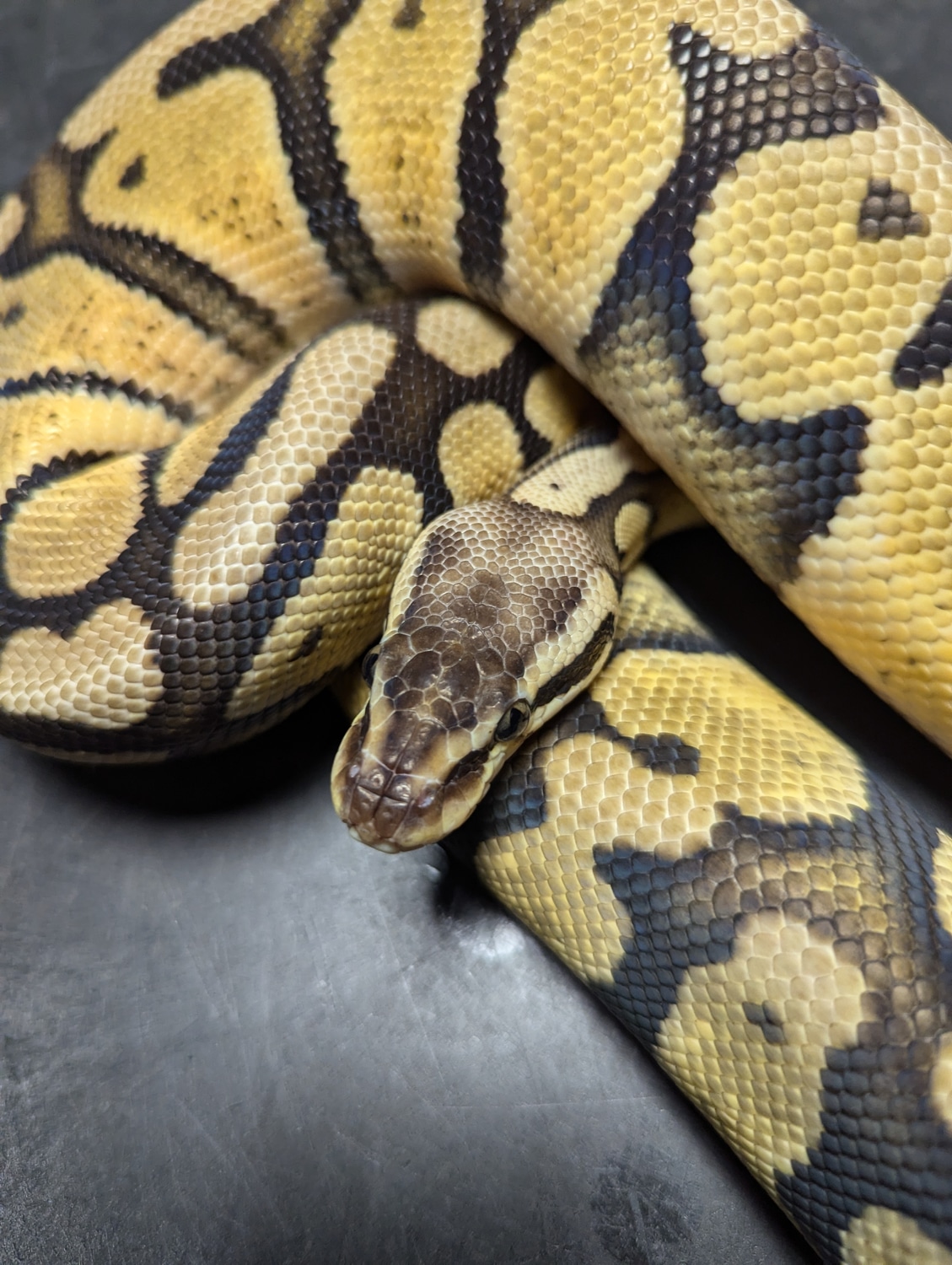 Snakers Reptiles
