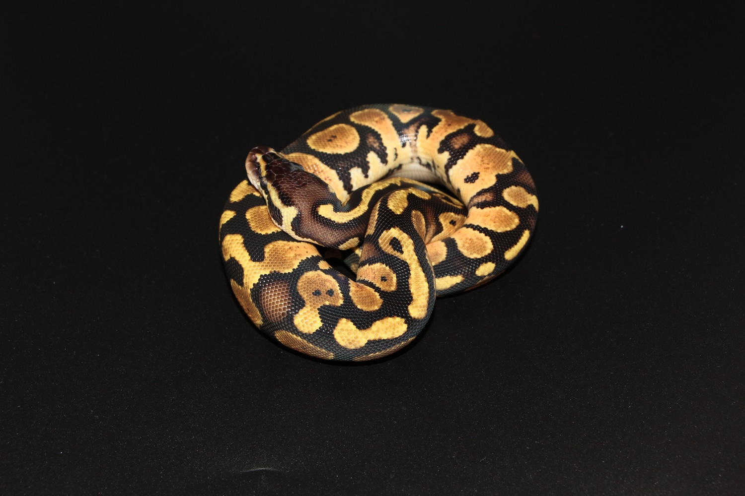 Pastel Het Pied Ball Python by On Point Ball Pythons - MorphMarket