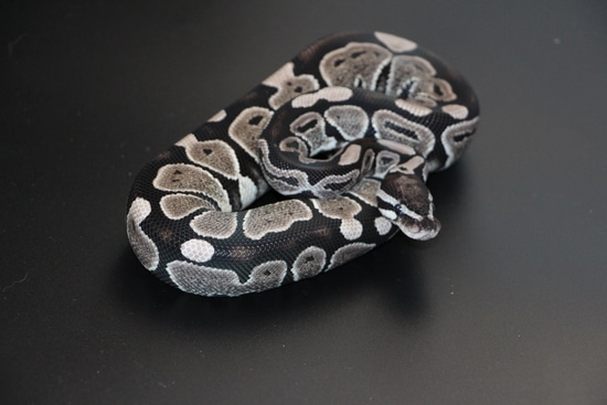VPI Axanthic Ball Python by On Point Ball Pythons