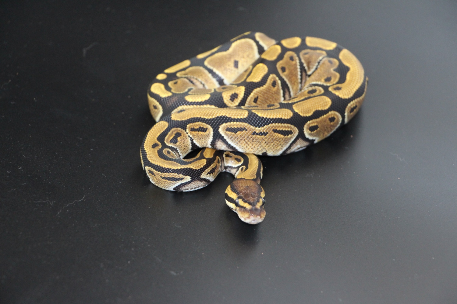 66% Het Lavender Albino Ball Python by On Point Ball Pythons ...