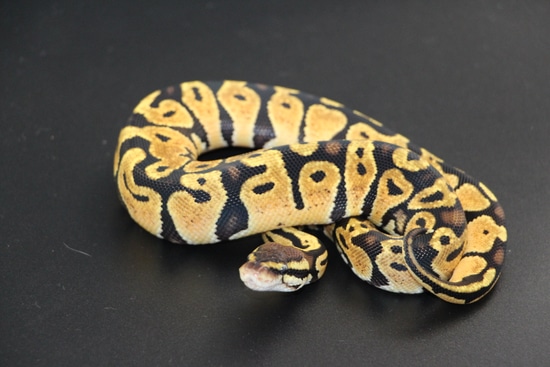 Pastel Ball Python by On Point Ball Pythons