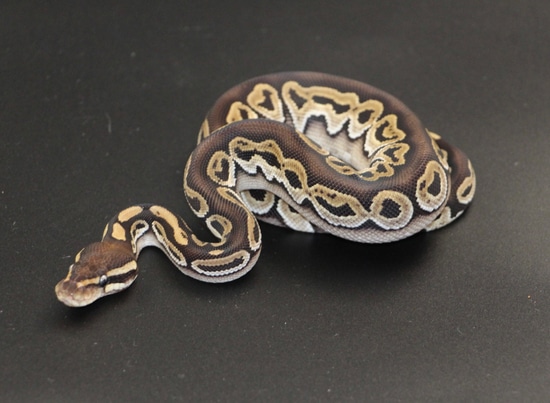 Het Red Axanthic Mojave Ball Python by On Point Ball Pythons