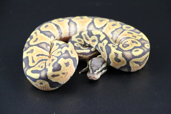 Pastel Yellowbelly Hypo Ball Python by On Point Ball Pythons