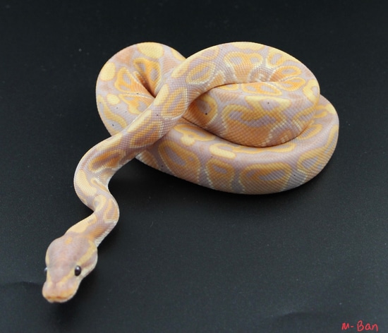 Banana Ball Python by On Point Ball Pythons