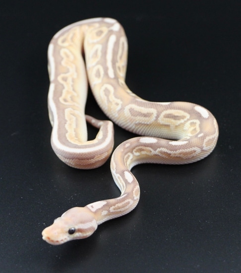 Black Pastel Banana Lesser Ball Python by On Point Ball Pythons