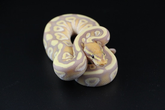 Banana Mojave Het Clown Ball Python by On Point Ball Pythons