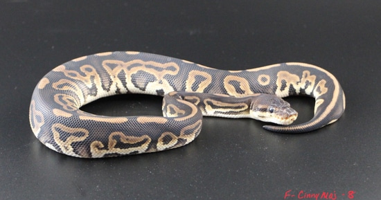 Cinny Mojave Het Clown Ball Python by On Point Ball Pythons