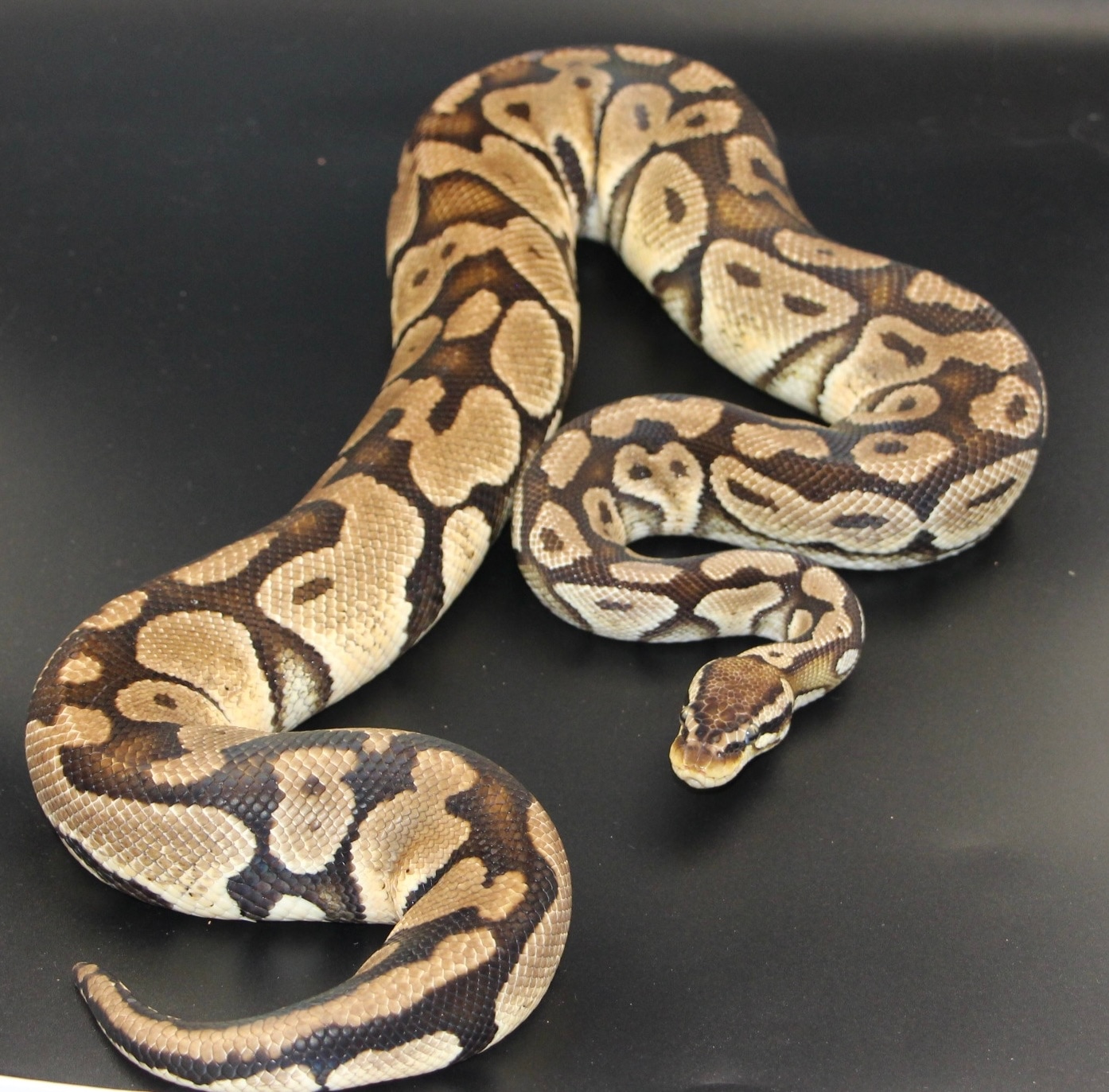 Pastel Het Ghost Ball Python by On Point Ball Pythons - MorphMarket