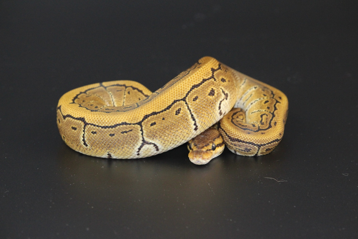 Pinstripe Ball Python by On Point Ball Pythons - MorphMarket