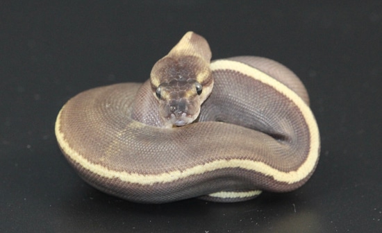 Mojave GHI Pinstripe Axanthic (VPI) [het] Ball Python by On Point Ball ...