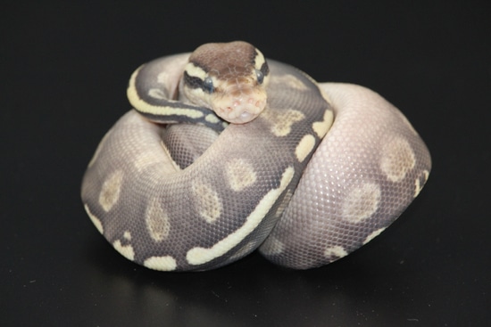 Pastel Mojave GHI Axanthic (VPI) [het] Ball Python by On Point Ball Pythons
