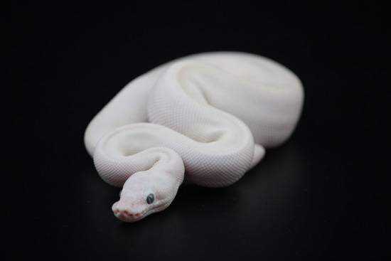 Mojave Butter BEL Ball Python by On Point Ball Pythons
