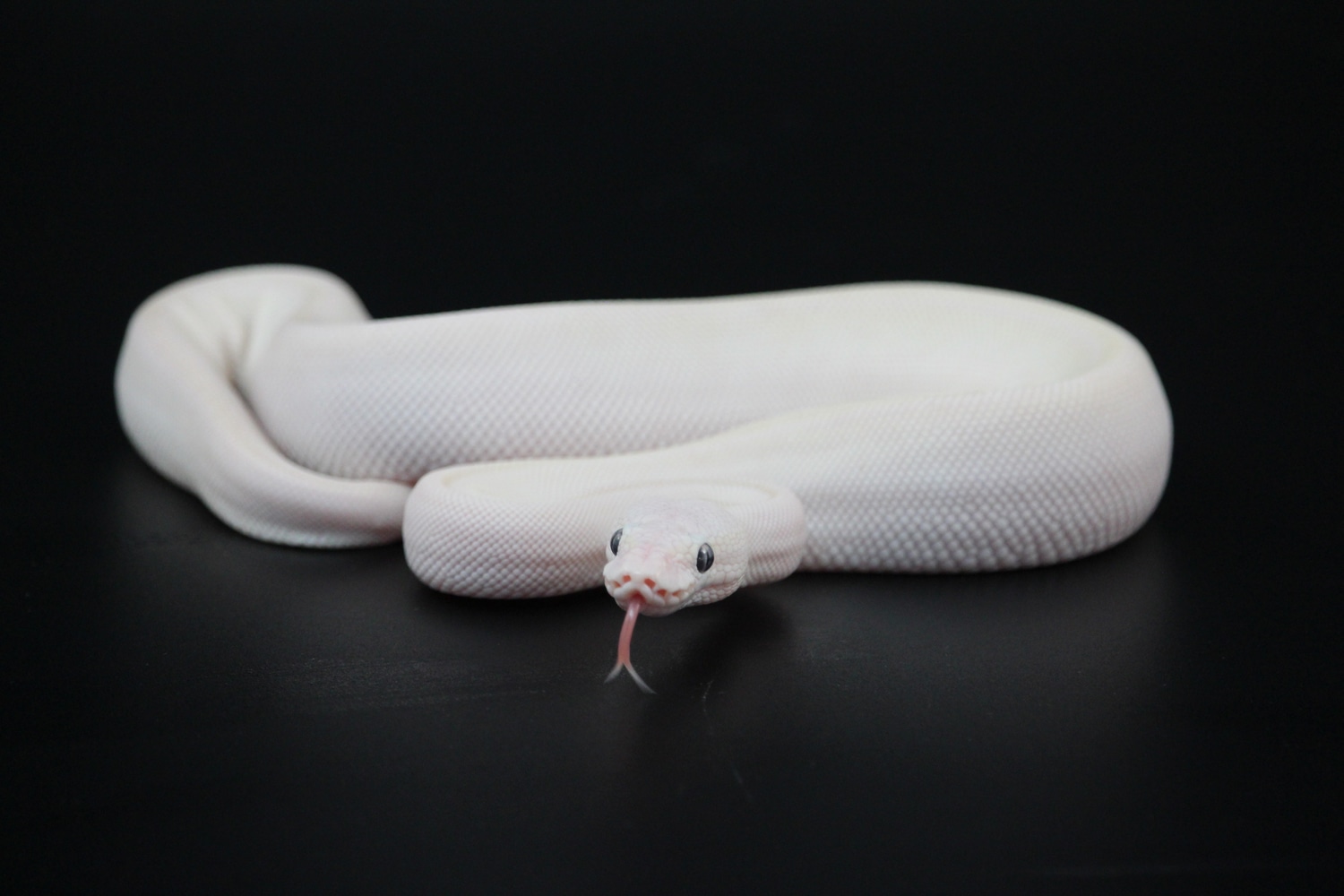 Mojave Butter BEL Ball Python by On Point Ball Pythons - MorphMarket