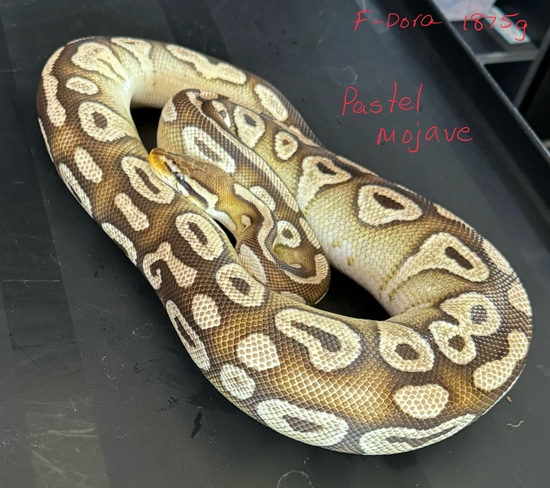 Pastel Mojave Ball Python by On Point Ball Pythons