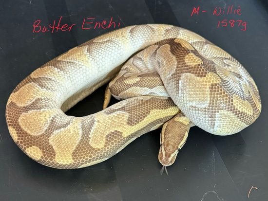 Butter Enchi Ball Python by On Point Ball Pythons