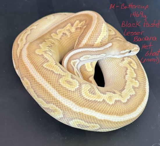 Black Pastel Lesser Banana Het Hypo Ball Python by On Point Ball Pythons