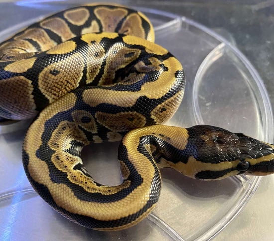 Double Het Puzzle Ghost 66% Ball Python by On Point Ball Pythons