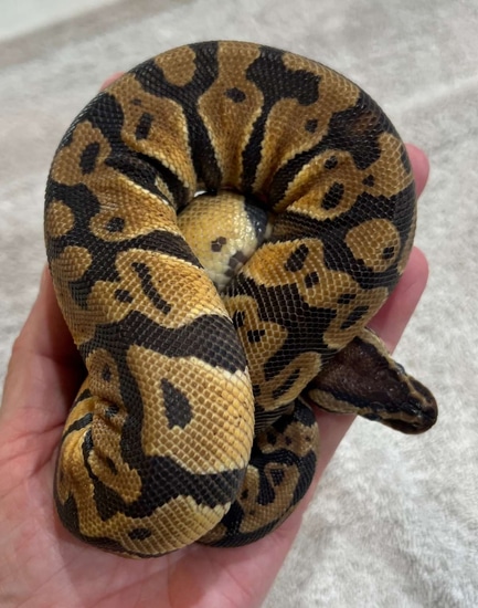 Pastel Het DH Puzzle Clown Ball Python by On Point Ball Pythons
