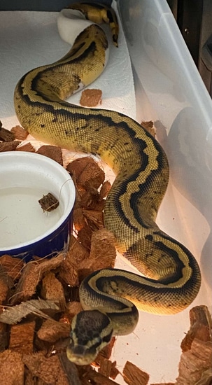 Pastel Pied Ball Python by On Point Ball Pythons