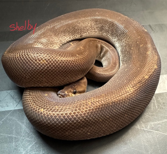 Super Cinnamon (8 Ball) Ball Python by On Point Ball Pythons